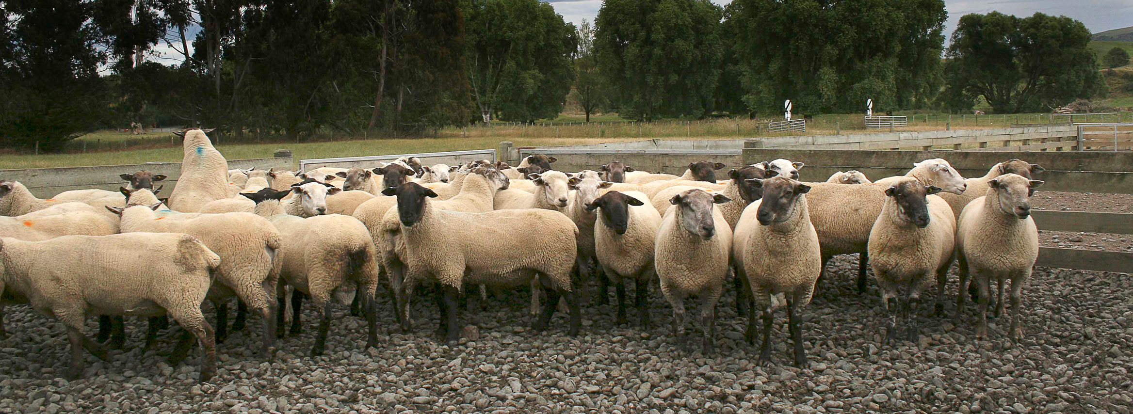 Suftex - Mount Linton Genetics