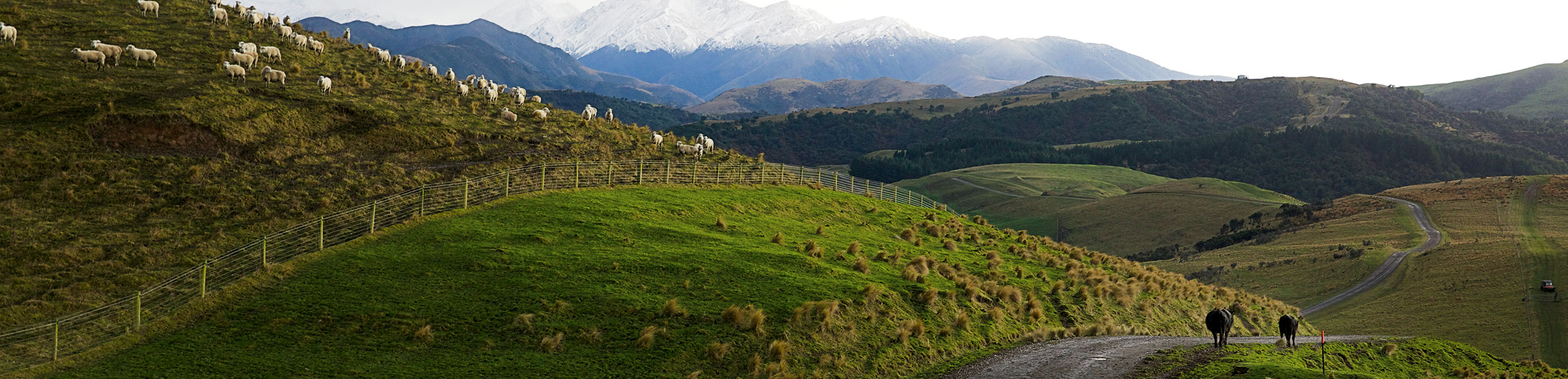 Home - Mount Linton Genetics